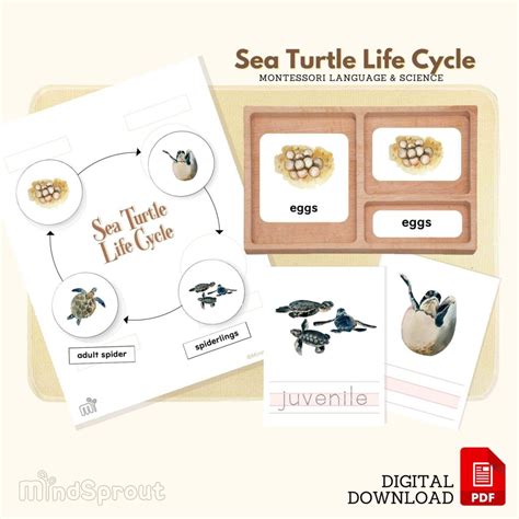 Image result for Turtle Life Cycle Coloring Sheets
