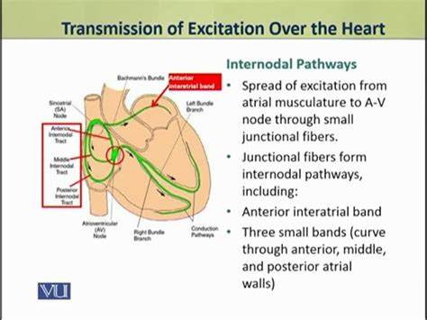 Image result for Cardiac Internodal Pathways
