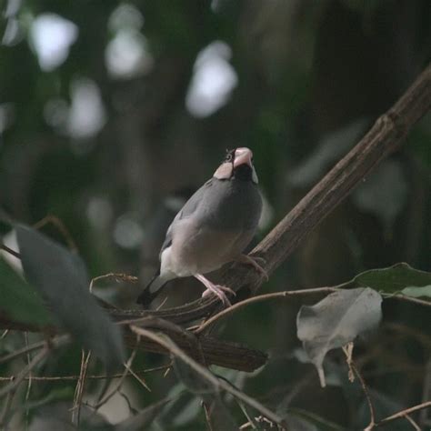 Image result for Java Sparrow Calls