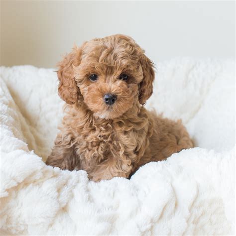 Image result for Cavapoochon Puppy