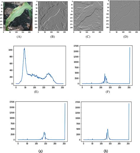 Image result for Sample Image to Implement Homomorphic Filtering for Region Based Segmentation