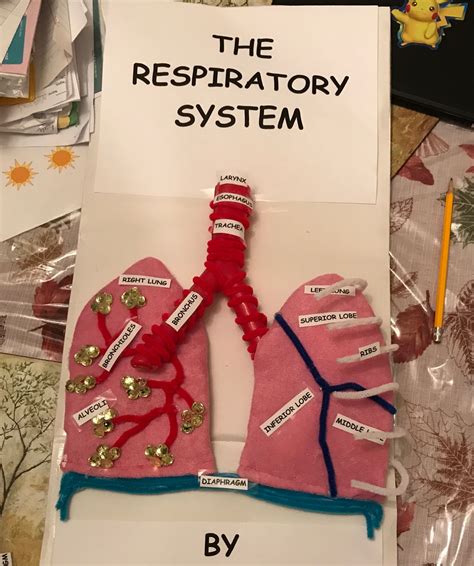 Image result for Respiratory System Science Project