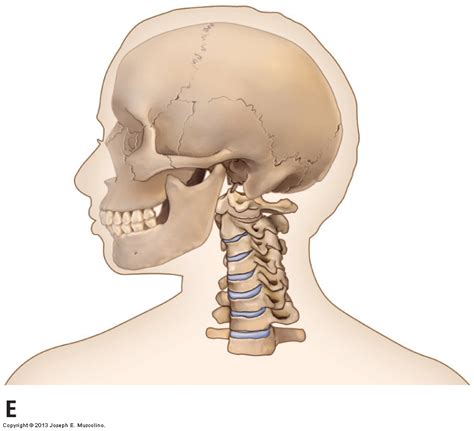 Image result for Normal Neck Rotation