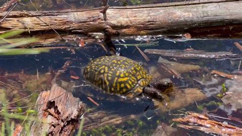 Image result for Eastern Box Turtle