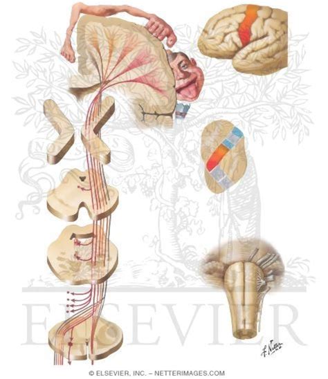 Image result for Extrapyramidal Cortex