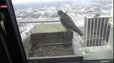 Image result for Falcon Box