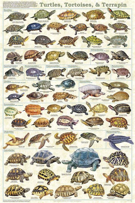 Image result for Turtle Tortoise