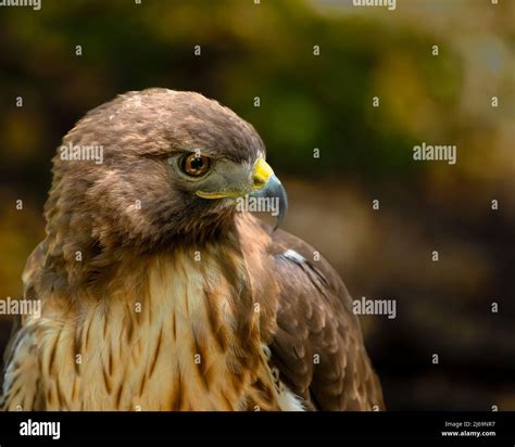 Image result for Hawk Attacking