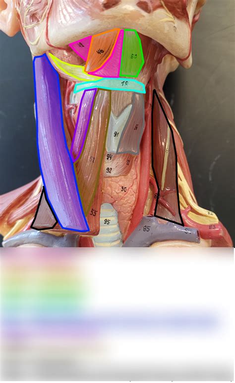 Image result for How to Build Neck Muscles Chart