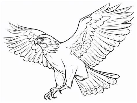 Image result for Hawk Drawing Colors