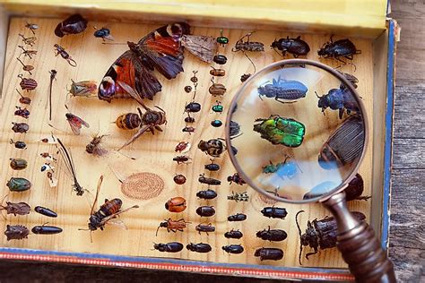 Image result for All Insects