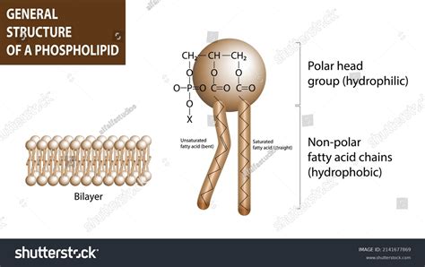 Image result for Phospholipid Structure Expanded Structure