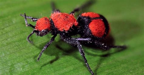 Image result for Good Looking Insects