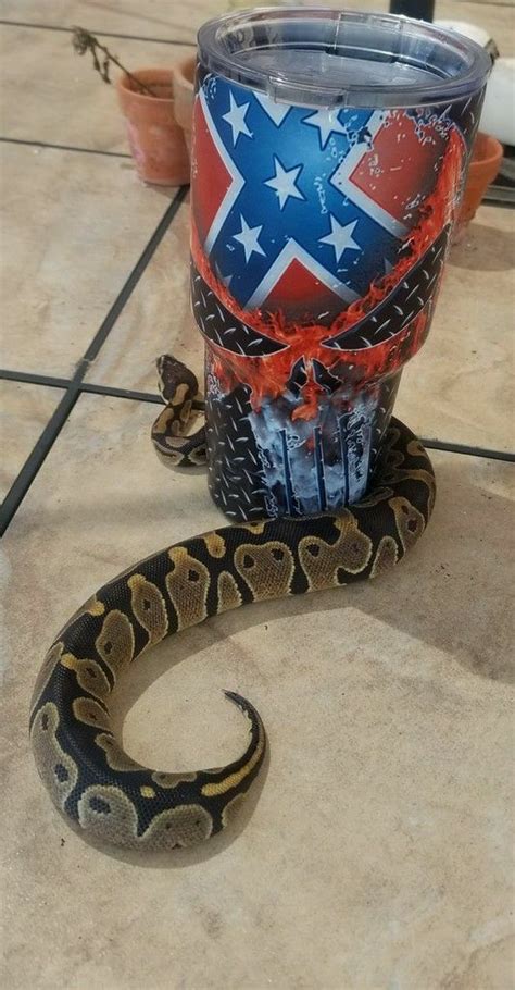 Image result for Ball Python Cup