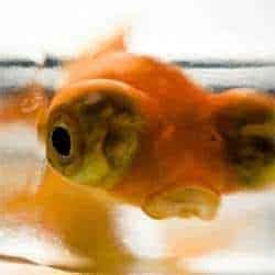 Image result for Lensbaby Tutorials