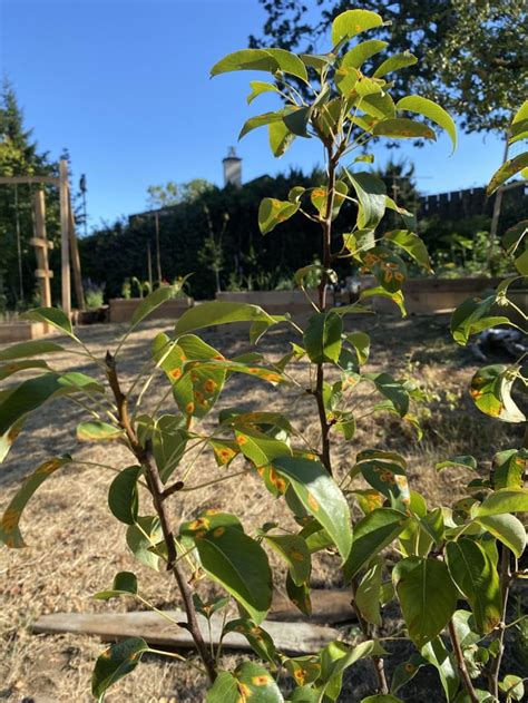 Image result for Pear Tree Rust Treatment