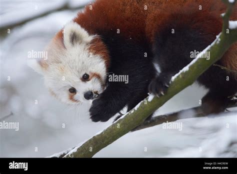 Image result for Red Panda Side View