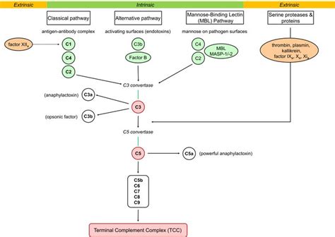 Image result for Complement System Online Map