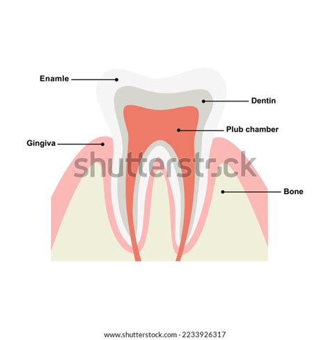 Image result for Human Tooth Structure