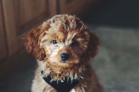 Image result for Red Cavapoo Dog Collar