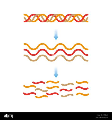 Image result for Collagen Structure