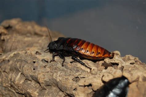 Image result for Big Cockroach