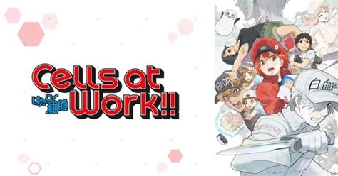 Image result for Cells at Work Net TV