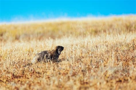 Image result for Lizard Side View