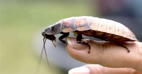 Image result for Pet Cockroach