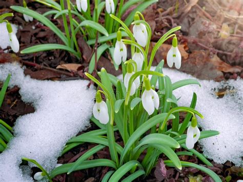Image result for Snowdrop Early Spring Flowers