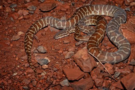 Stimson’s Python Care Sheet | Dubia.com