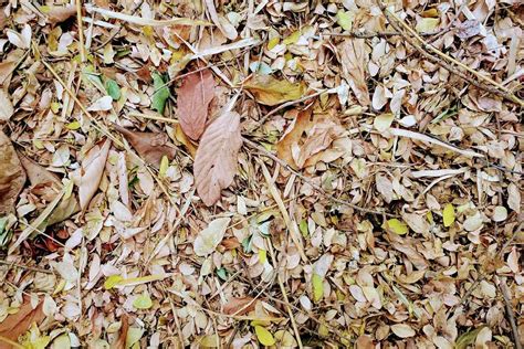 Image result for Soil Contains Humus