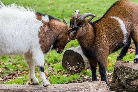 Image result for Goat Arguing