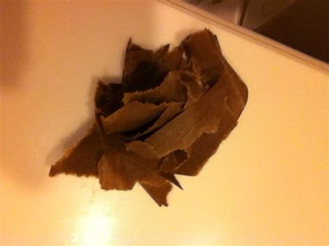 Image result for How Create Poop Proro