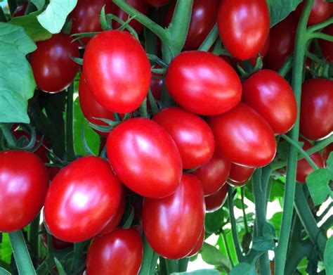 Image result for Ruby Crush