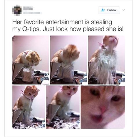Image result for Random Cat Memes Clean