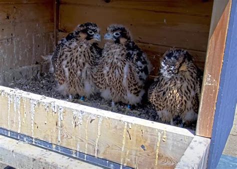 Image result for Falcon Box