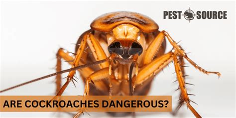 Image result for Poisonous Cockroach