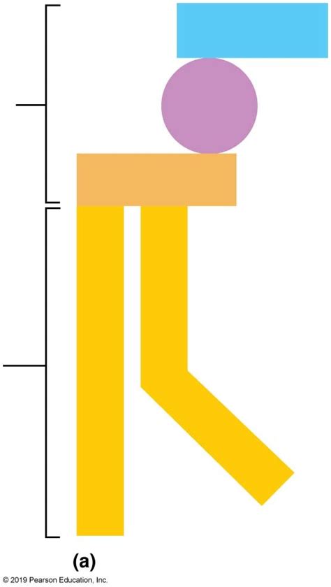 Image result for Phospholipid Structure Expanded Structure