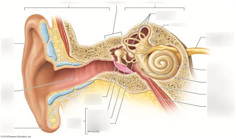 Image result for Ear Dissection Labeled