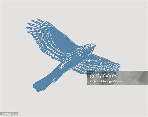 Image result for Blue Hawk Drawing