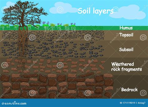 Image result for Humus Earth Science