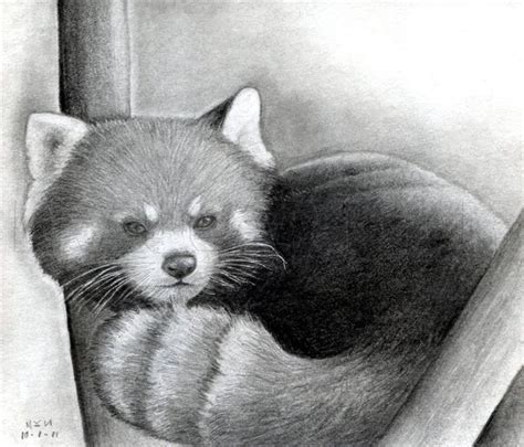 Image result for Red Panda Drawing