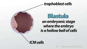 Image result for Blastula Development