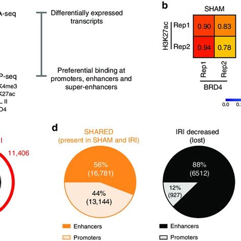 Image result for enhancer elements