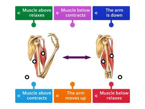 Image result for Lumen Learning Arm Muscle