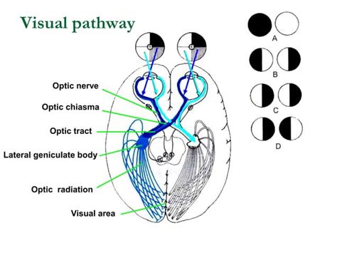 Image result for Extrapyramidal System Pathway