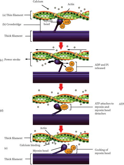 Image result for Muscle Contraction Cycle