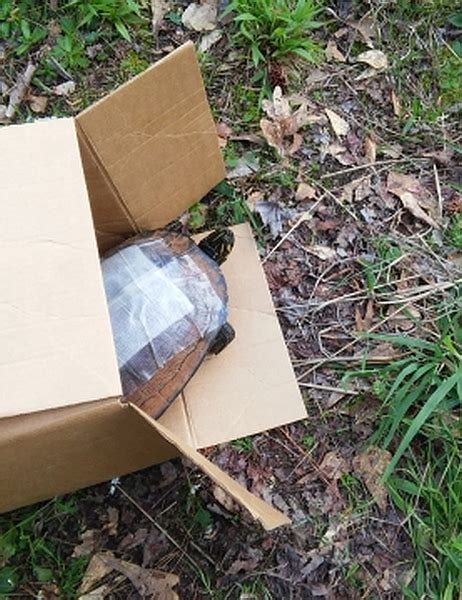 Image result for How to Clean a Dead Turtle Shell Out