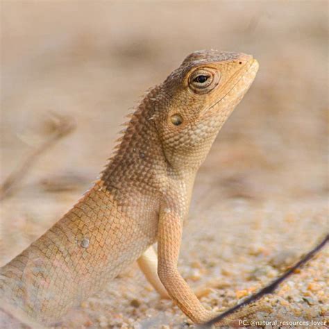 Monitor Lizard: Get to Know this Creature - IndianWildography
